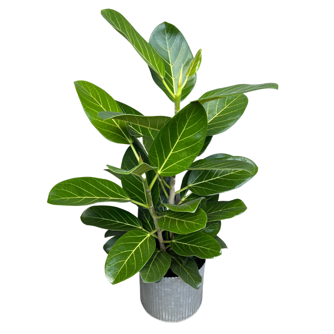 Ficus Audrey – Flores Mantilla: Floral Design & Gifts