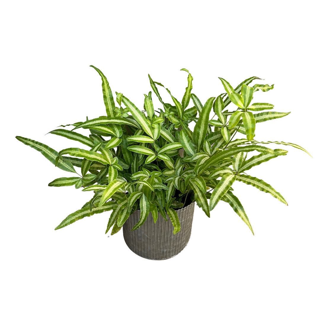 Variegated Fern – Flores Mantilla: Floral Design & Gifts